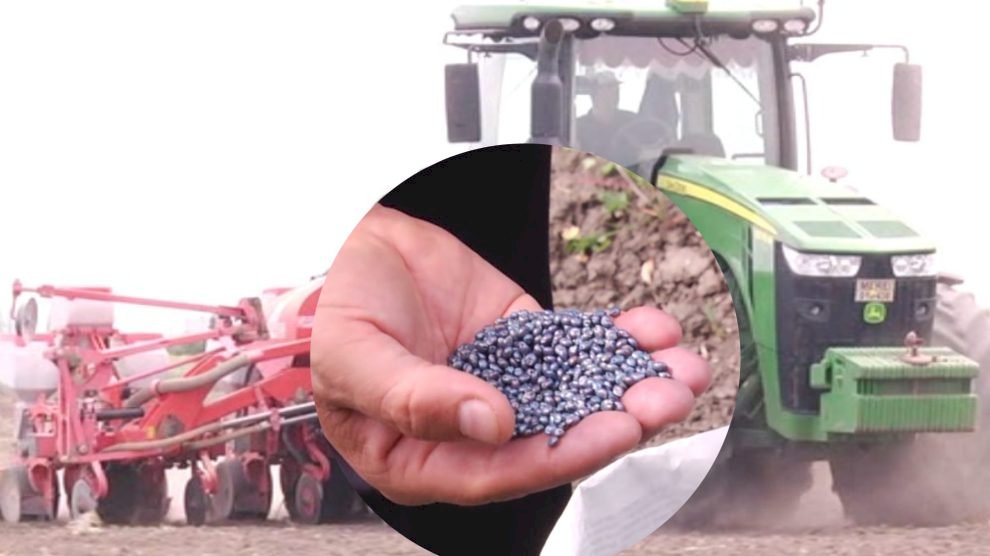 (Video) A început însămânțarea unei plante din Africa. Din ea se face o ... (Video) A început însămânțarea unei plante din Africa. Din ea se face o ...